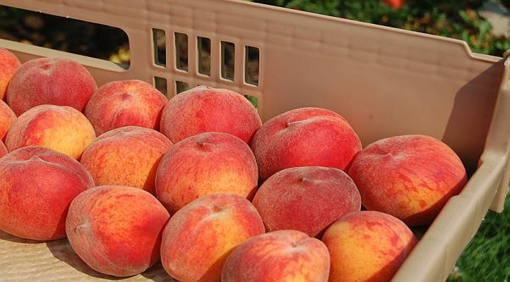 100 de locuri de muncă în agricultură la recoltare și ambalare fructe ...